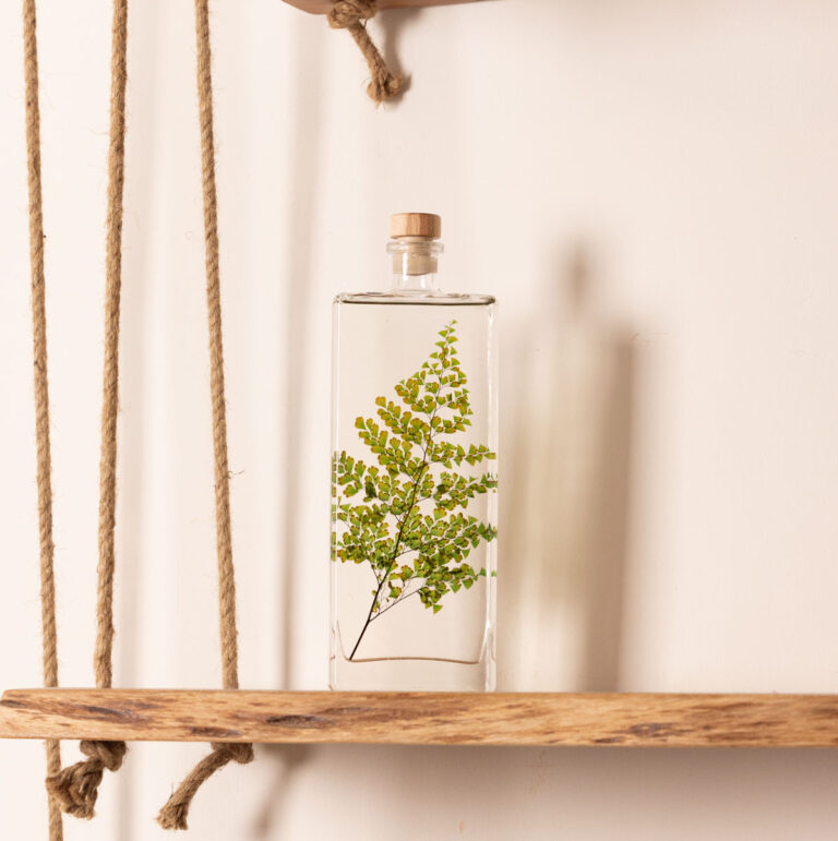 L'Herbarium de Théophile – Fougère Luthi verte – Plante immergée ...